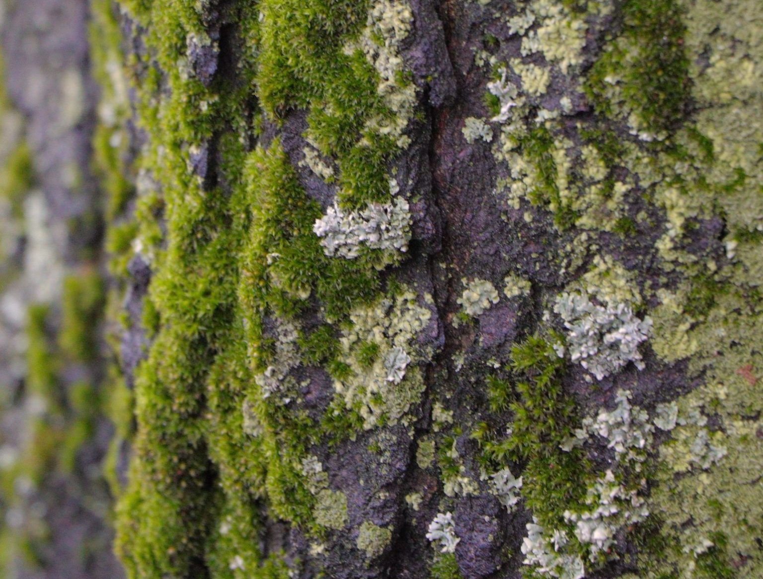 Fungal Decay – ISSE | Rising Industry Standards